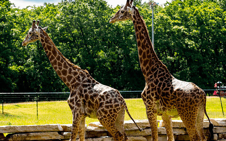 Zoos - Wisconsin Deals, Coupons, Complete Trip & Travel Information ...